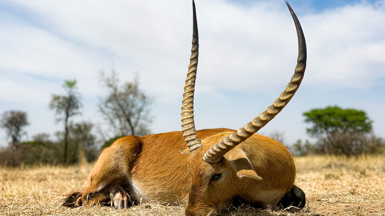 Plains Game - Nahla Safaris